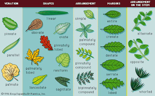 Penjelasan Tentang Daun | Bentuk Daun | Fungsi Daun | Anatomi Daun | kir 31